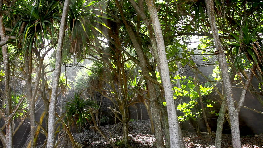 stilt roots palm iriartea deltoidea rainforest : vidéo de stock (100 % ...