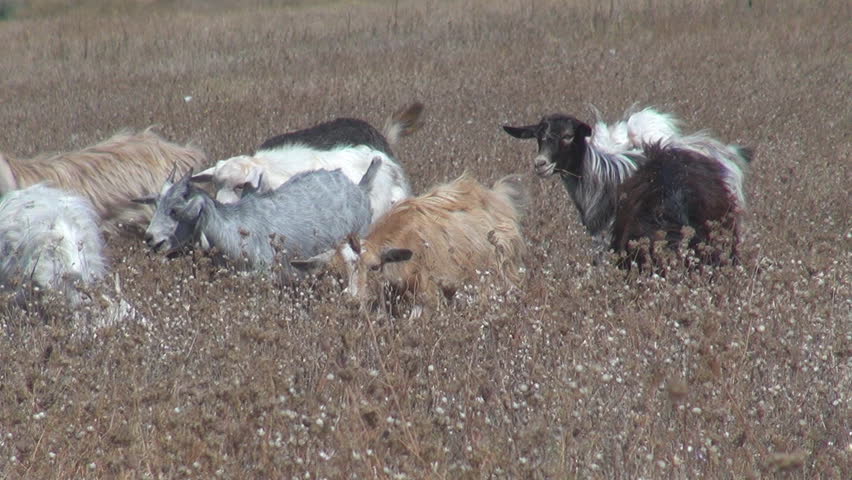 goat flock eating Stock Footage Video (100% Royalty-free) 2755142 ...