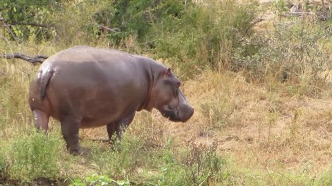 Big Fat Hippo Standing Walking Outside Stock Footage Video (100% ...