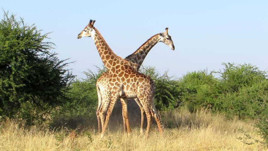 giraffe male neck swing fight Stock Footage Video (100% Royalty-free ...