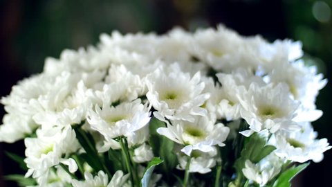 Dimorphic Flower Longhorn Beetle Stock Footage Video (100% Royalty-free ...