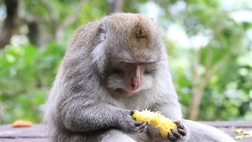 monkey eat yellow mango fruit sacred Stock Footage Video (100% Royalty ...