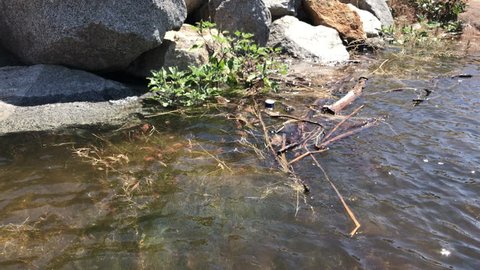 Sticks Floating Water Stock Footage Video (100% Royalty-free) 27643048 ...