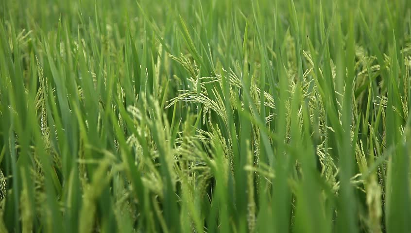 blooming rice flower summer south east Stock Footage Video (100% ...