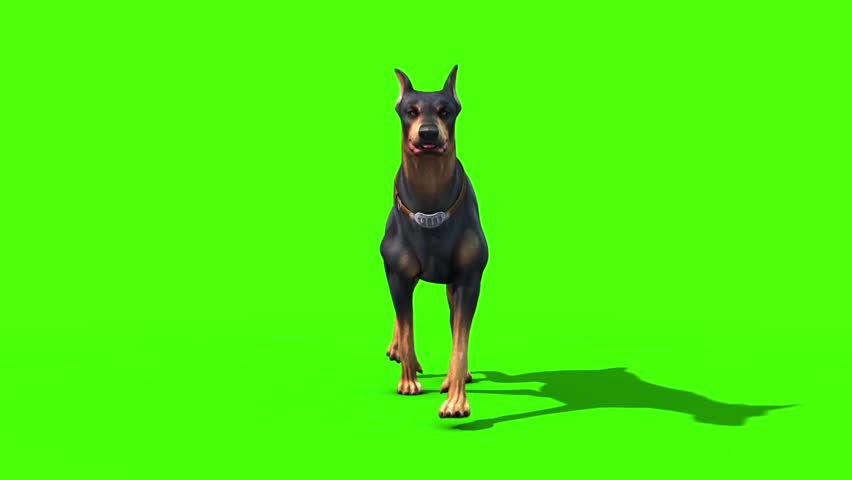 doberman animation Stock Footage Video (100% Royalty-free) 27649039 ...