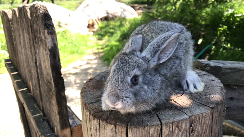 Bunny crouching in grass image - Free stock photo - Public Domain photo ...