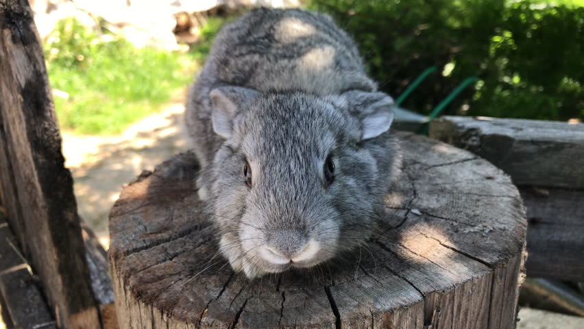 Bunny crouching in grass image - Free stock photo - Public Domain photo ...