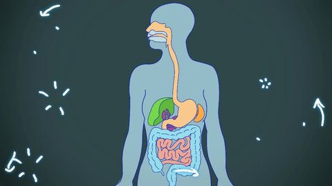 Digestive System Animation Stock Footage Video 100 Royalty Free