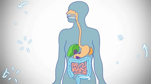 Digestive System Animation Stock Footage Video (100% Royalty-free ...