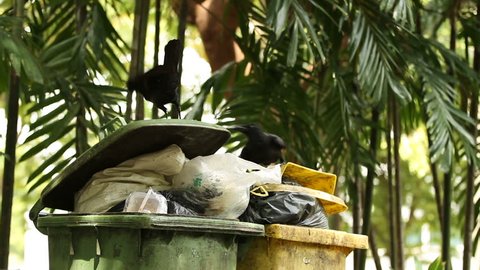 Two Ravens Looking Food Waste Bins Stock Footage Video (100% Royalty ...