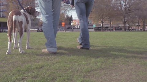 Low Profile Shot Adorable Dog Walking Stock Footage Video (100% Royalty ...