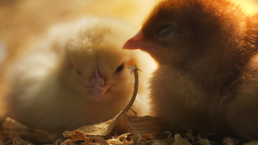 two baby chickens sleeping Stock Footage Video (100% Royalty-free ...