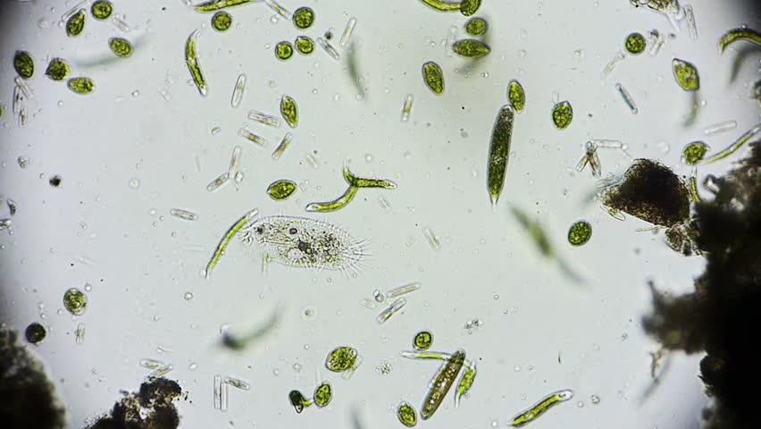 Microorganism Under the Microscope - Stock Footage Video (100% Royalty ...