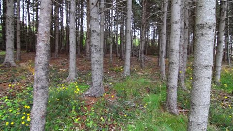Moving Through Thick Pine Tree Forest Stock Footage Video (100% Royalty ...