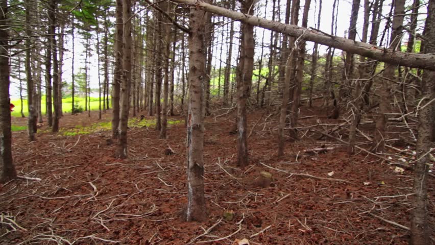 Moving Through Thick Pine Trees Stock Footage Video (100% Royalty-free ...
