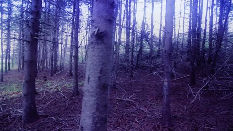 Moving Through Thick Pine Trees Forest Stock Footage Video (100% ...