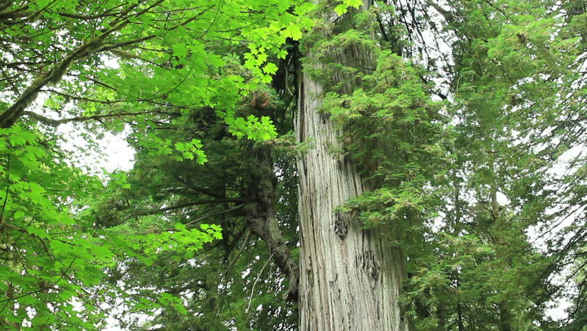 redwood forest 40 big tree wayside Stock Footage Video (100% Royalty ...