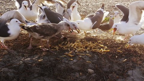Seagulls Eat French Fries Beach Hd Stock Footage Video (100% Royalty ...