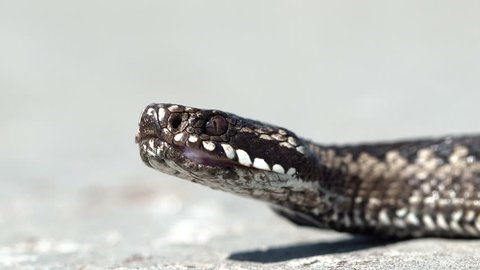 Poisonous Snake Marsh Viper Closeup Beautifully Stock Footage Video ...