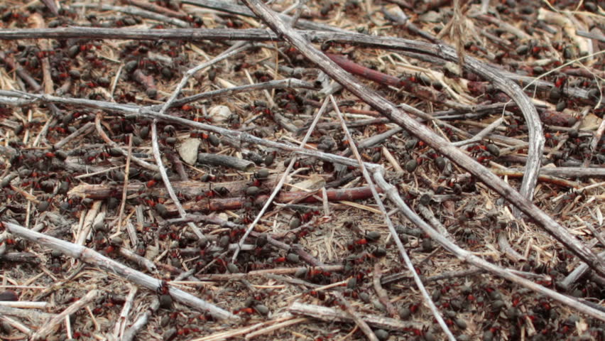 lots ants hard working on building Stock Footage Video (100% Royalty ...