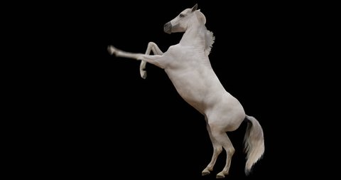 White Horse Rearing Isolated Animation Alpha Stock Footage Video (100% ...