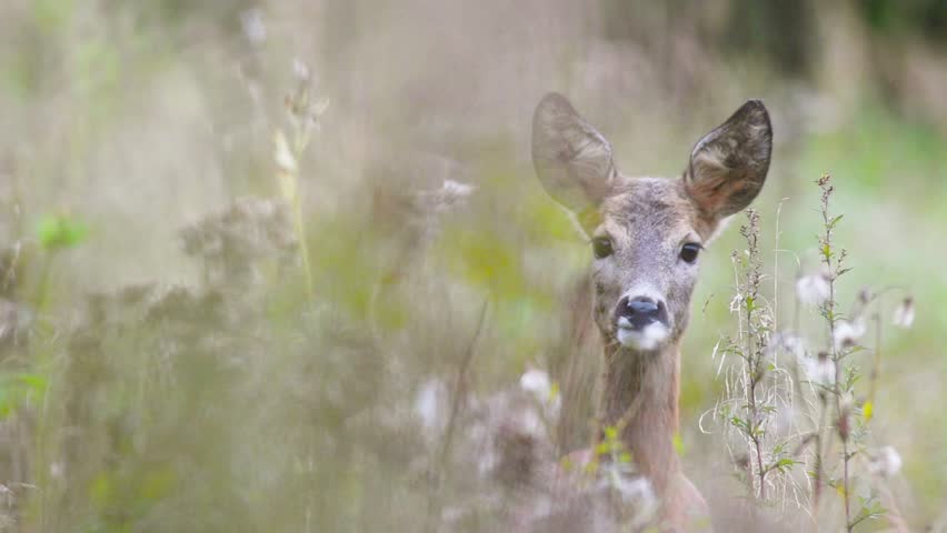 cute funny roe deer female barking Stock Footage Video (100% Royalty ...