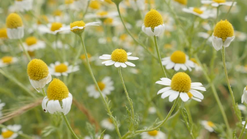 Field of Matricaria Recutita Plant Stockvideoklipp (helt royaltyfria ...