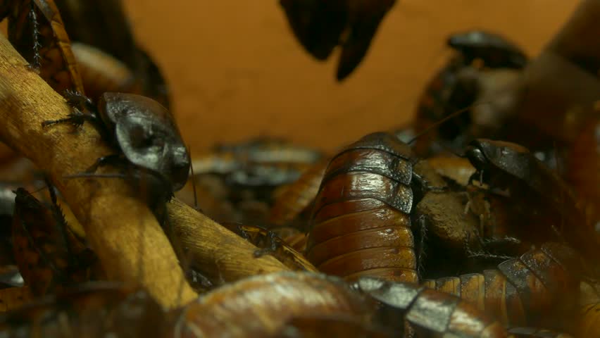 ungraded swarming madagascar hissing cockroaches on Stock Footage Video ...