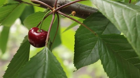 Populus Ciliata Safeeda Tree Leaves Stock Photo 1381145060 | Shutterstock
