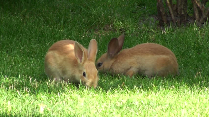 Two Cute Rabbits Eating Grass Stock Footage Video (100% Royalty-free ...