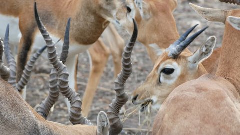 Herd Springbok Eating Grass Stock Footage Video (100% Royalty-free ...