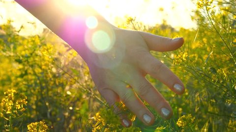Young Woman Hand Passing Through Wild Stock Footage Video (100% Royalty ...