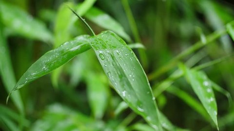 Turraea Heterophylla African Honeysuckle Family Meliaceae Stock Footage ...