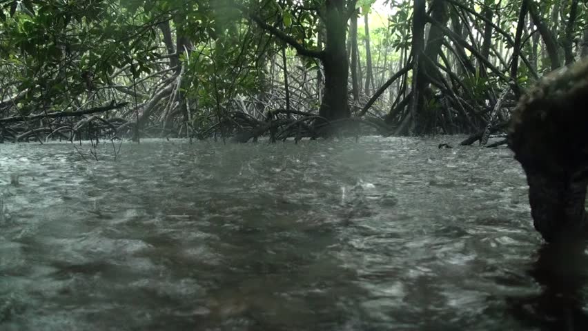 Wet Season in the Australian Stock Footage Video (100% Royalty-free ...