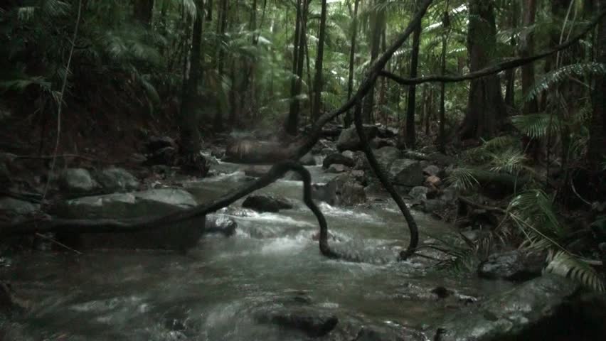 One of Many Hidden Jungle Stock Footage Video (100% Royalty-free ...