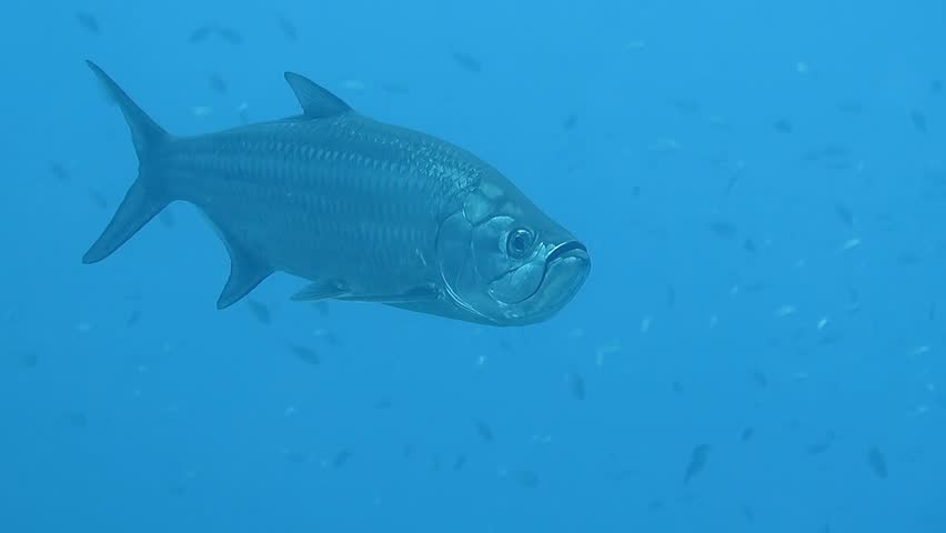 Big Swimming Tarpon Fish in Stock Footage Video (100% Royalty-free ...