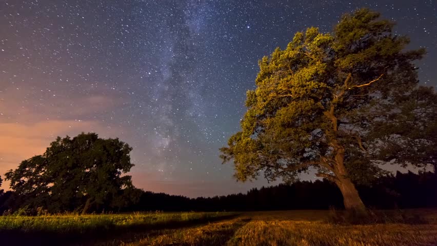 Old Oak Trees and the Stock Footage Video (100% Royalty-free) 2800843 ...