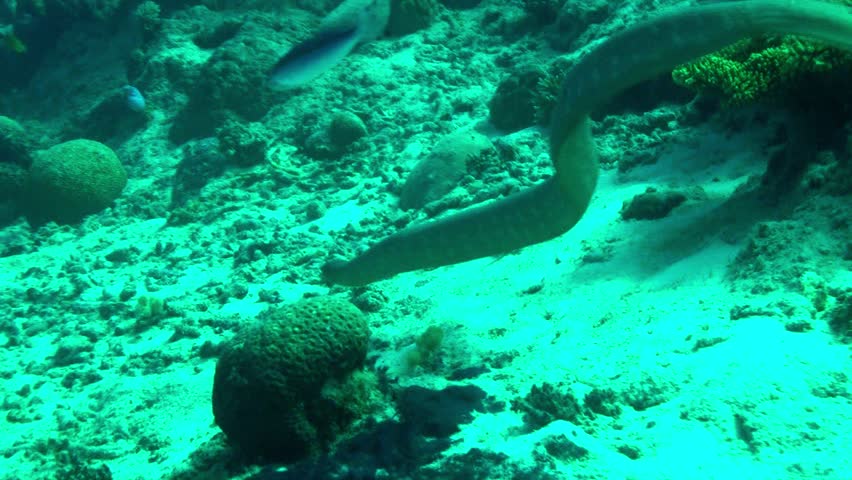 Venomous Olive Green Sea Snake Stock Footage Video (100% Royalty-free ...