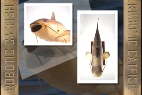 1990s Charlie Robotic Catfish Built By Stock Footage Video (100% ...