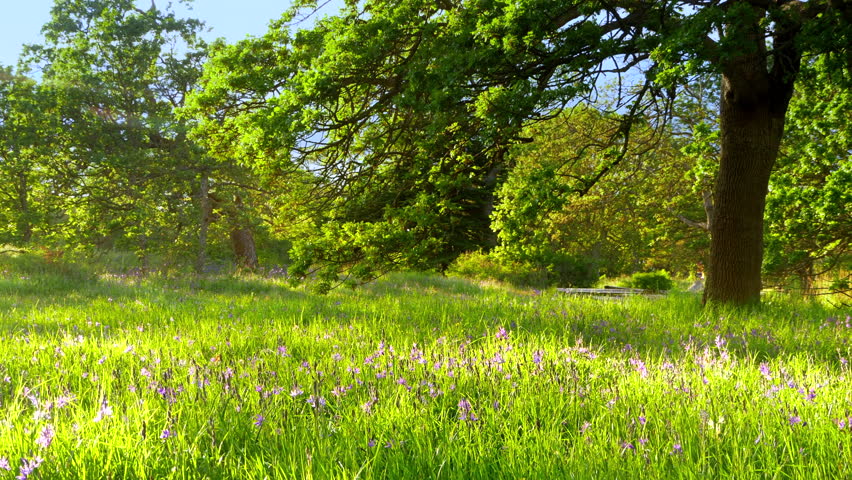 4k Green Park Grass, Tree Stok Videosu (%100 Telifsiz) 28036582 ...