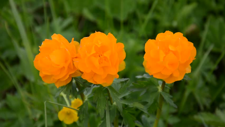 Trollius Altaicus. it Occurs in Stock Footage Video (100% Royalty-free ...