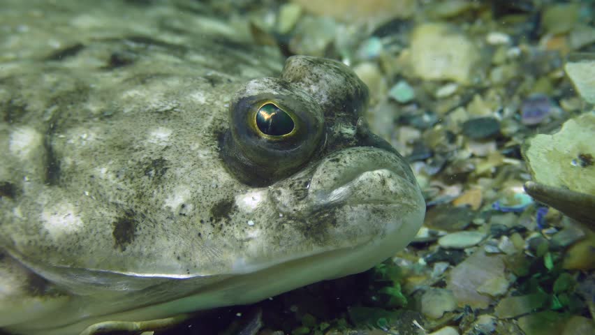 Eyes Fish European Flounder Platichthys Flesus Stock Footage Video (100 ...