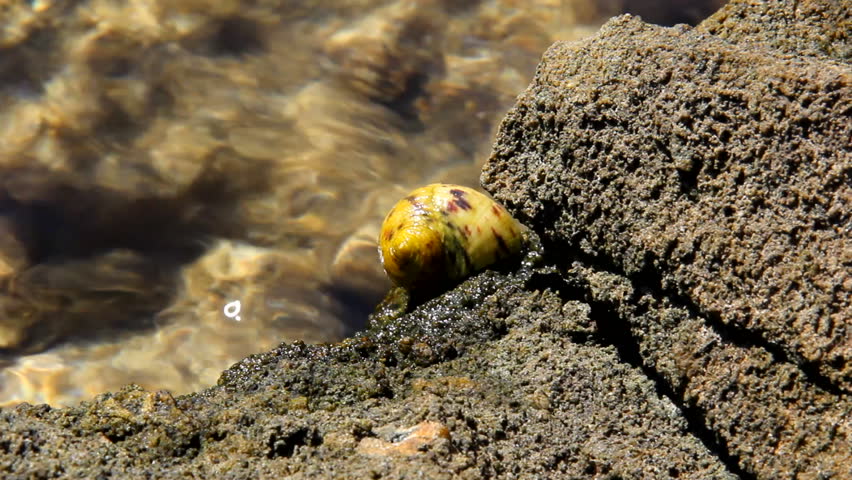 snail tide pool Stock Footage Video (100% Royalty-free) 2815729 ...