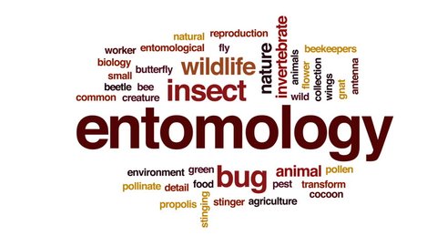 Entomology Animated Word Cloud Text Design Stock Footage Video (100% ...