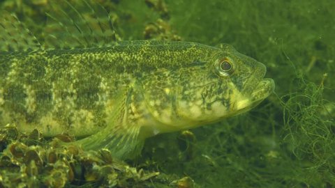 Grass Goby Zosterisessor Ophiocephalus Lies On Stock Footage Video (100 ...