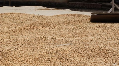 Dried Soybean Farmers Stock Footage Video (100% Royalty-free) 2818321 ...