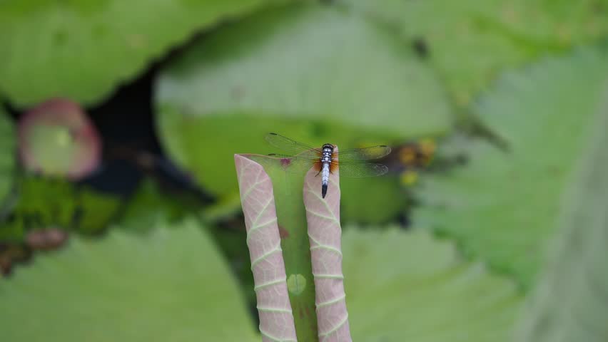 dragonfly's exercise Stock Footage Video (100% Royalty-free) 28238233 ...