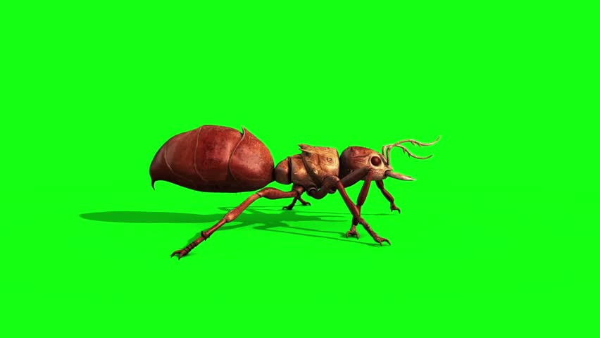 Ant Insect Walkcycle Side Green Stock Footage Video (100% Royalty-free ...