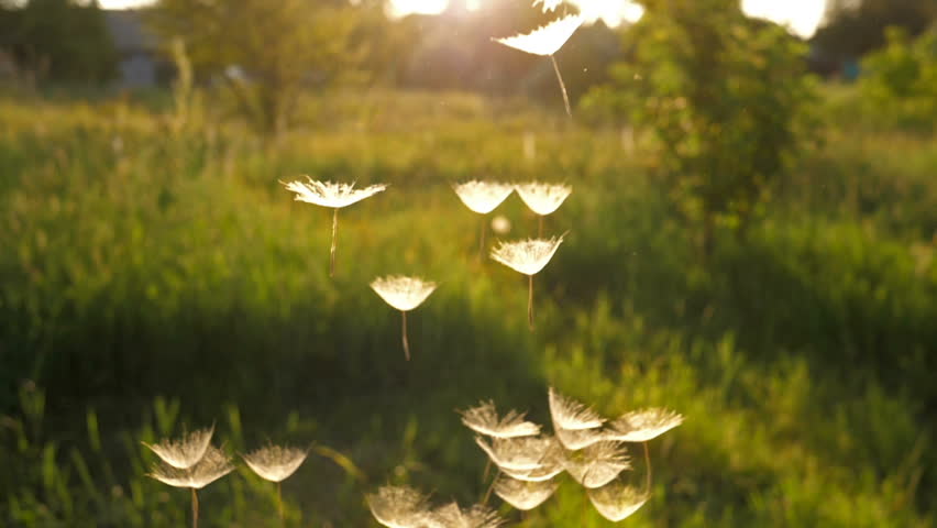 dandelion seeds falling sky Stock Footage Video (100% Royalty-free ...