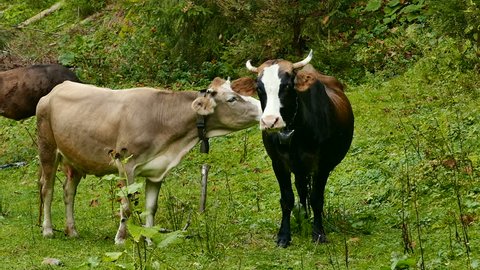 stallion covering mare herd semi-wild herds Stock Footage Video (100% ...
